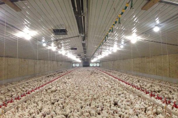 How to improve indoor air quality in poultry housing - Zootecnica ...