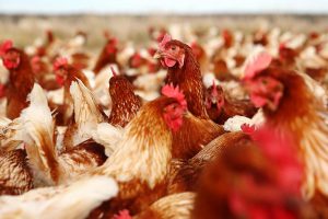Chlamydia spp. detected in poultry in Piedmont, Italy
