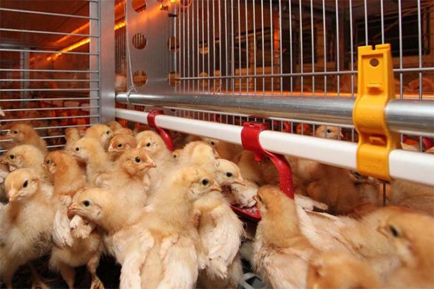 Raising Pullets in Alternative Systems - Zootecnica | Poultry Magazine
