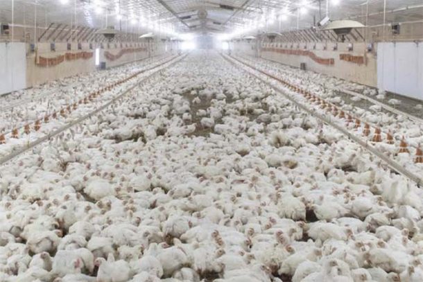 Current trends in litter management - Zootecnica | Poultry Magazine