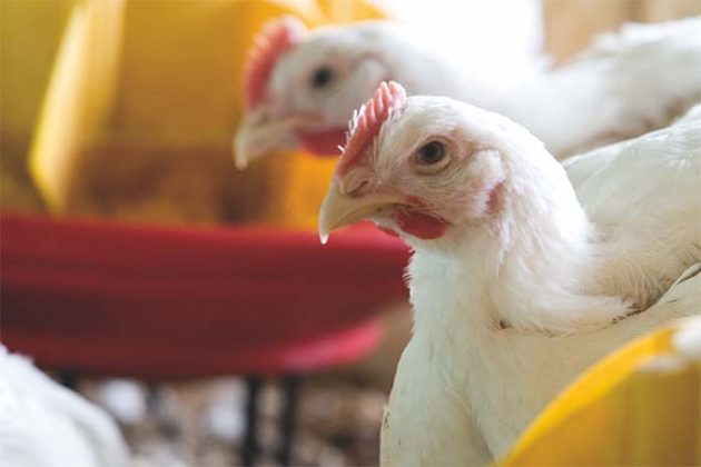 Broiler breeders, a research on alternative feeding programs and ...