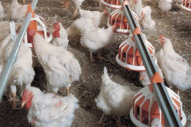 Research examines alternative feeding programs and photostimulation ...