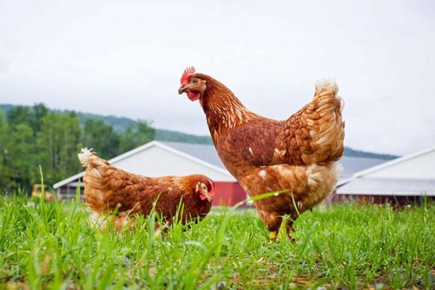 Efficacy and economics of oral fluralaner for the treatment of northern ...