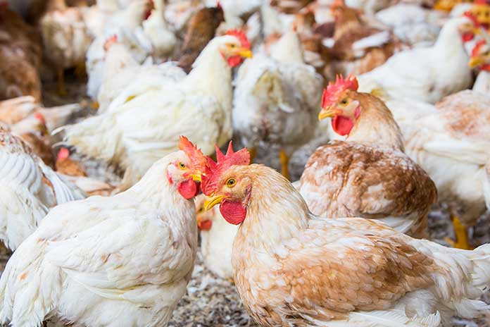 Increased interest in the slower-growing broiler Ranger Gold - Aviagen