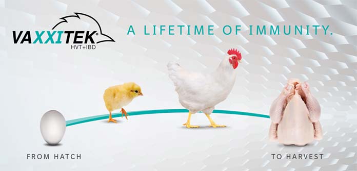 Boehringer Ingelheim’s U.S. launched a vaccine to protect poultry from ...