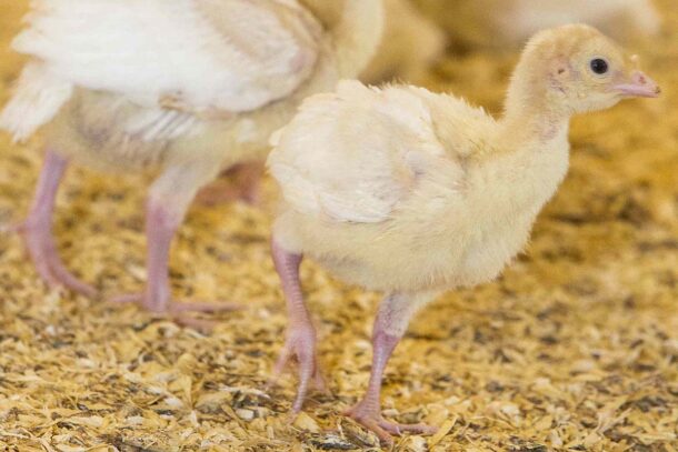 Researchers examine the role of APEC in turkey cellulitis - Zootecnica ...