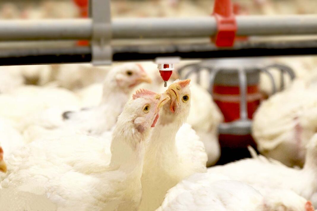 Best practice in management - Zootecnica | Poultry Magazine