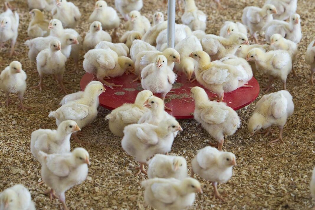 Transgenerational impact of broiler breeder nutrition - Zootecnica ...