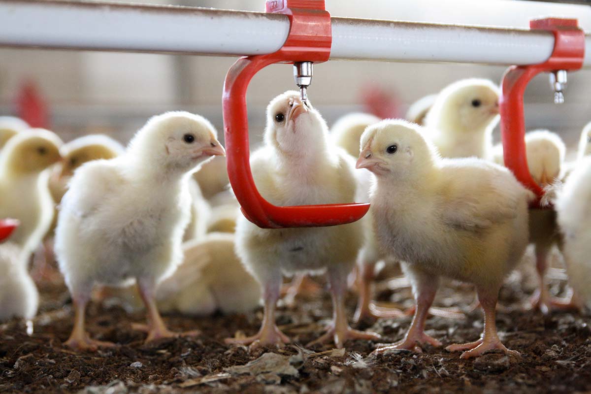 Drinking Water Management in Broiler Production - Zootecnica | Poultry ...