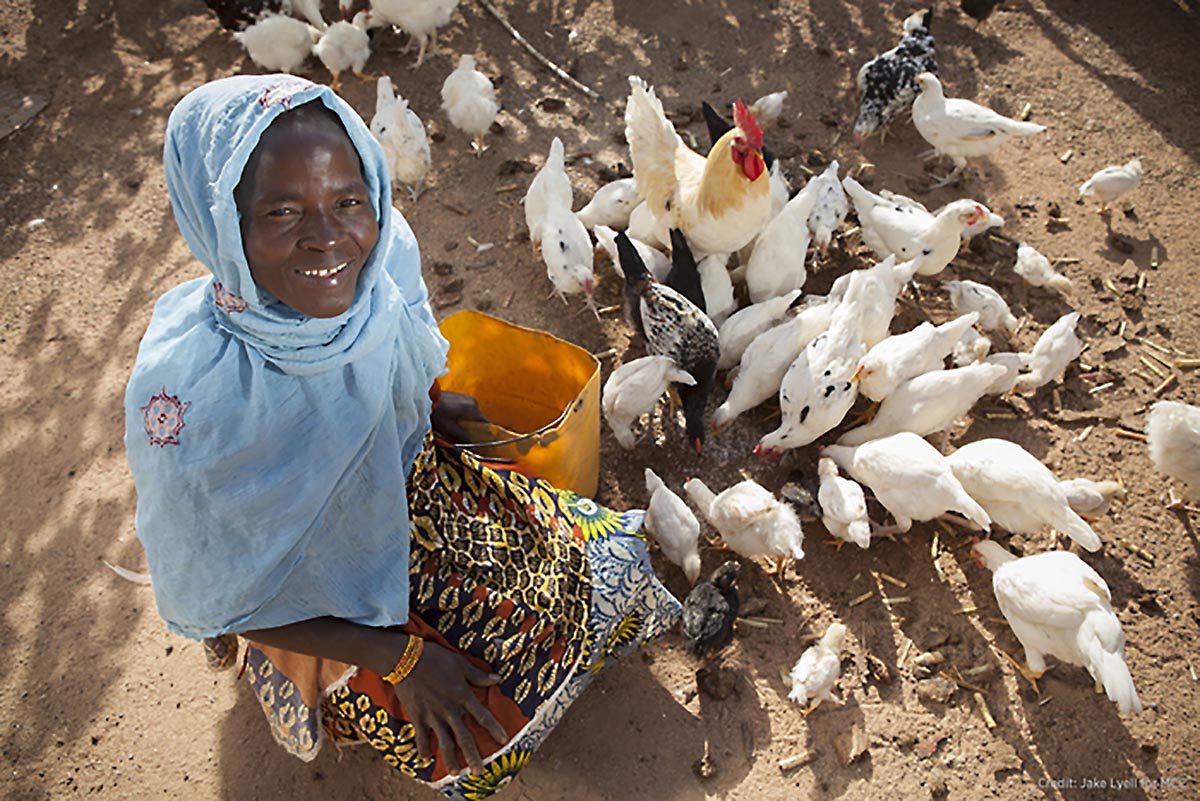DNA research could aid small-scale poultry farms - Zootecnica | Poultry ...