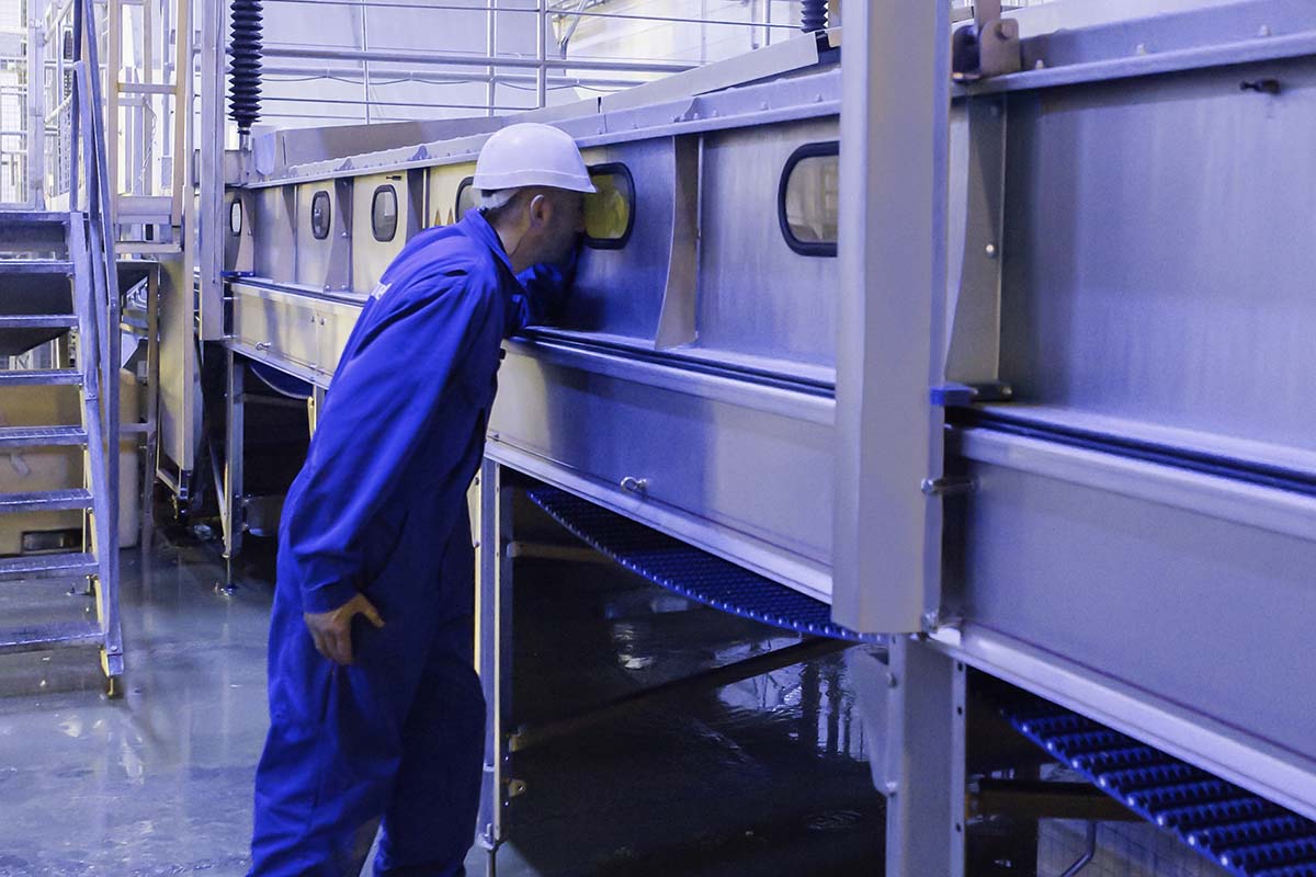 CAS helps reduce handing stress with chickens