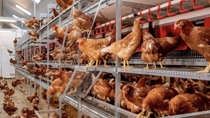 VDL takes over Jansen Poultry Equipment - Zootecnica | Poultry Magazine