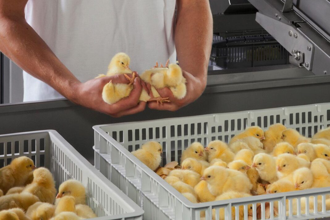 How to assess chick quality - Zootecnica | Poultry Magazine