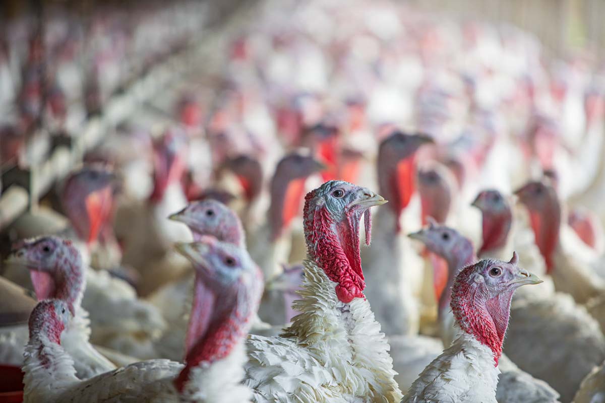 Effective Ventilation Strategies for Turkey Houses
