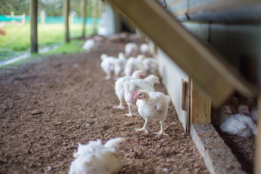 Economics of broiler production systems in the Netherlands - Zootecnica ...