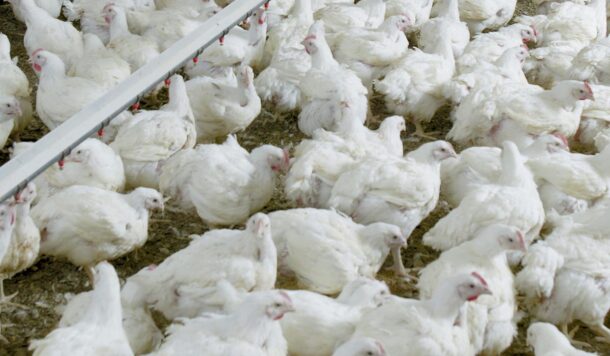 Best practice in feed management - Zootecnica | Poultry Magazine