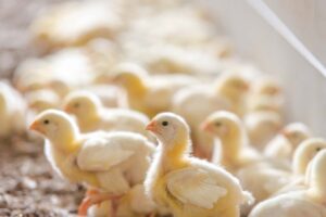 Best practice in broiler house management - Zootecnica | Poultry Magazine