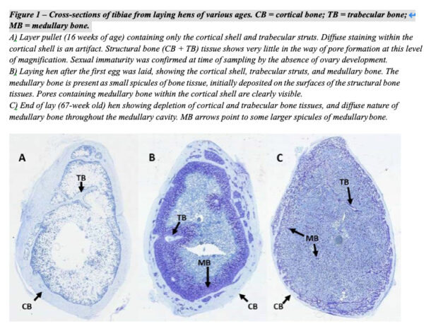 Calcium nutrition, bone metabolism, and eggshell quality in longer ...