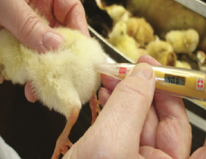 Best practice in broiler house management - Zootecnica | Poultry Magazine