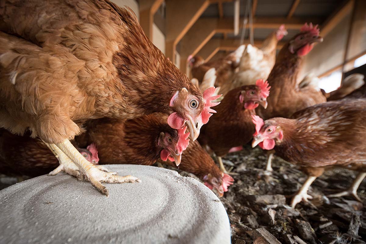 Management of chicken manure - Zootecnica | Poultry Magazine