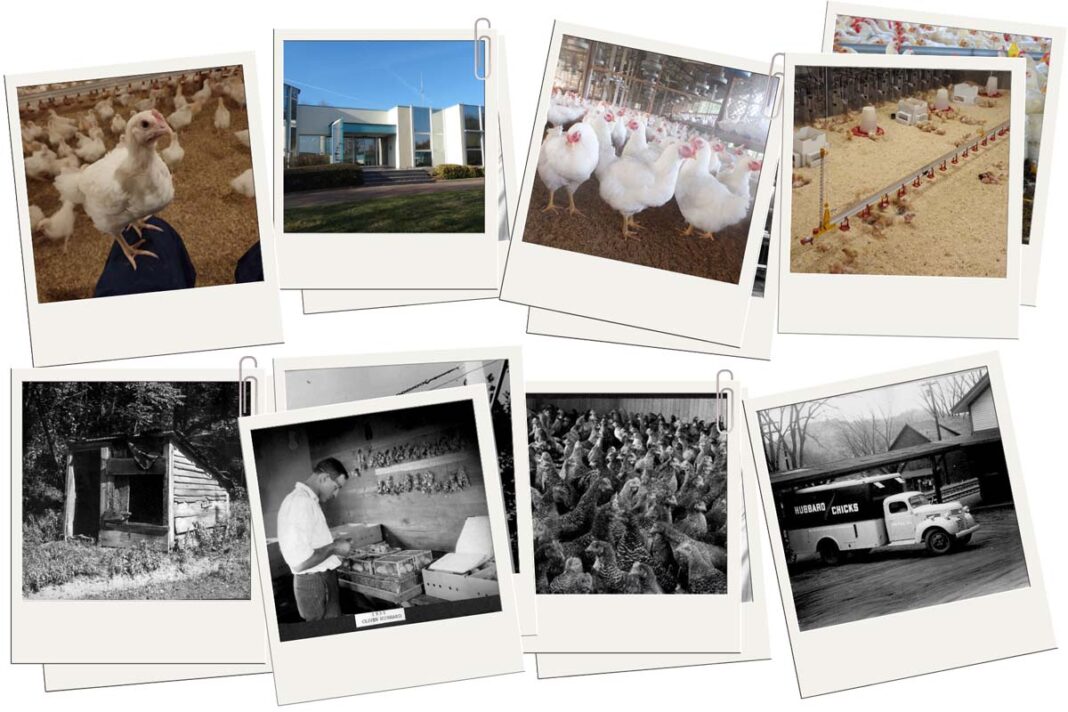 Hubbard celebrates 100 years commitment to poultry breeding ...