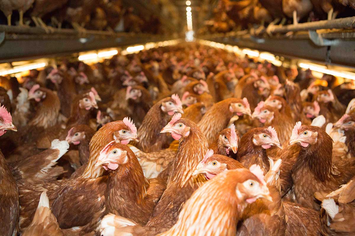 Infectious Coryza in vaccinated layers: are vaccines failing to protect ...