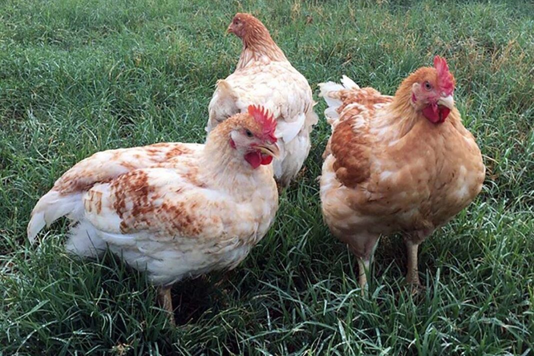 Developing a broader choice of slower-growing and colored breed options ...