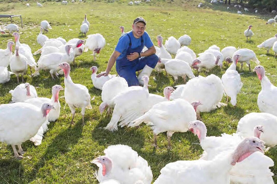 How does your turkey grow? - Zootecnica | Poultry Magazine