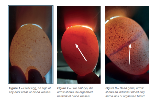 Testing the fertility is important to predict hatching success ...