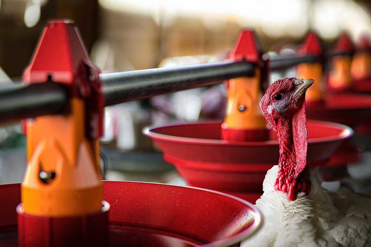 The optimal solution for any poultry feeding need - Zootecnica ...