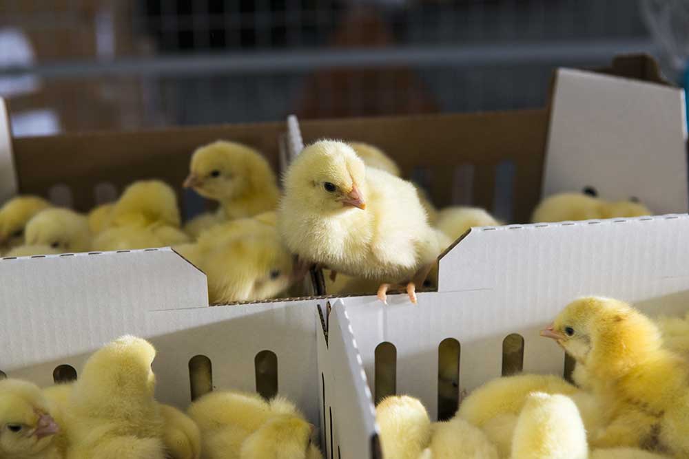 Five tools of the trade to strengthen global poultry supply ...