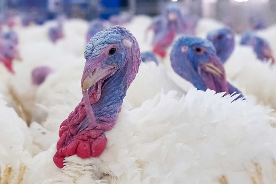 Nutritional economics for commercial turkey operations - Zootecnica ...