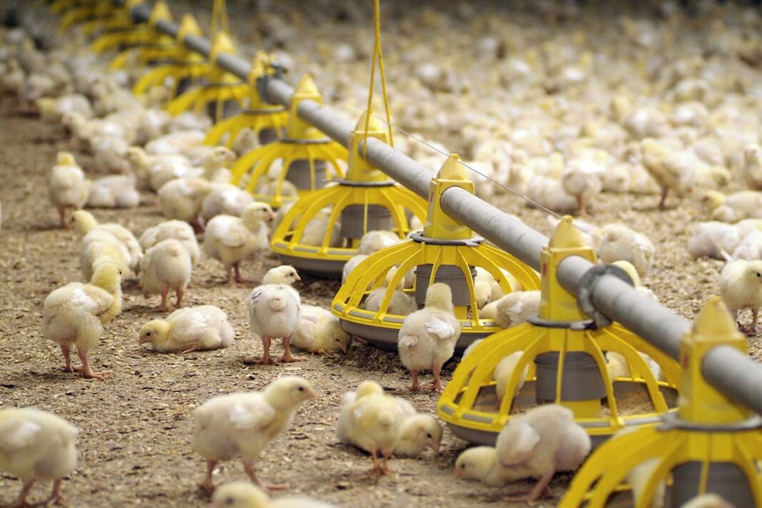 Nutritional modulation of broiler intestine in the starter period and ...