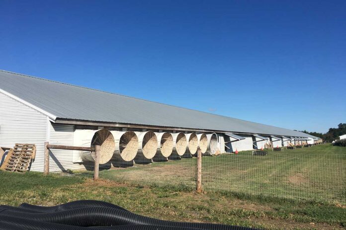 Managing heat and minimum ventilation systems in the broiler house ...