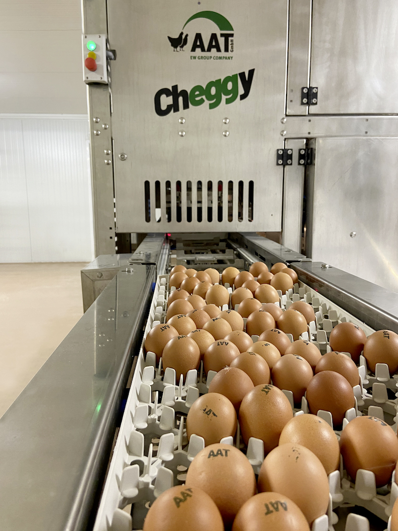 AAT’s CHEGGY as a tool for in ovo sex determination of layer chicken ...