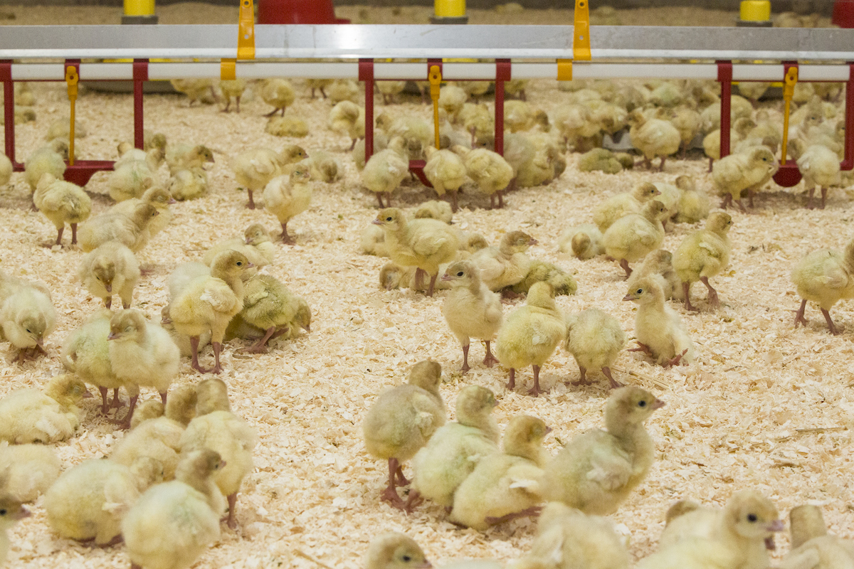 Flip-overs: causes and solutions in brooding - Zootecnica | Poultry ...