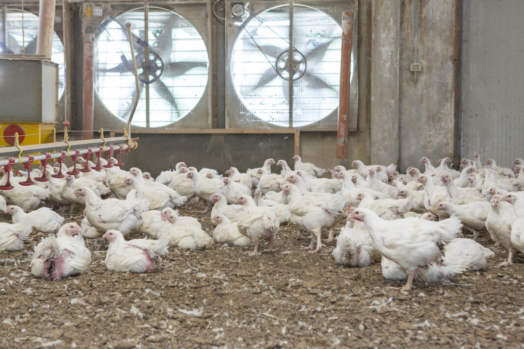 Identification of broiler poultry house dust components using chemical ...
