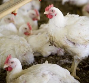 The importance of broilers’ uniformity - Zootecnica | Poultry Magazine