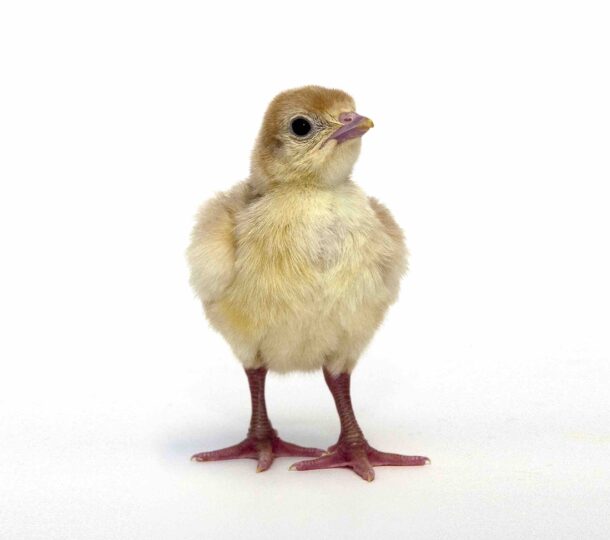 The future of brooding - Zootecnica | Poultry Magazine