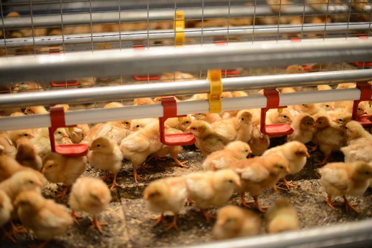 The role of early experience on the behavior of hens housed in cage ...