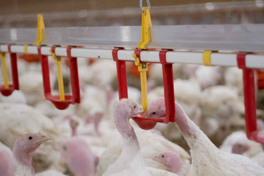 Researchers investigate the characteristics of Turkey Hepatitis ...