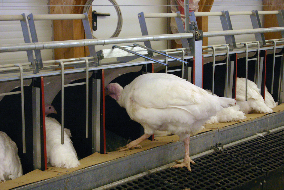Managing turkeys coming into lay - Zootecnica | Poultry Magazine