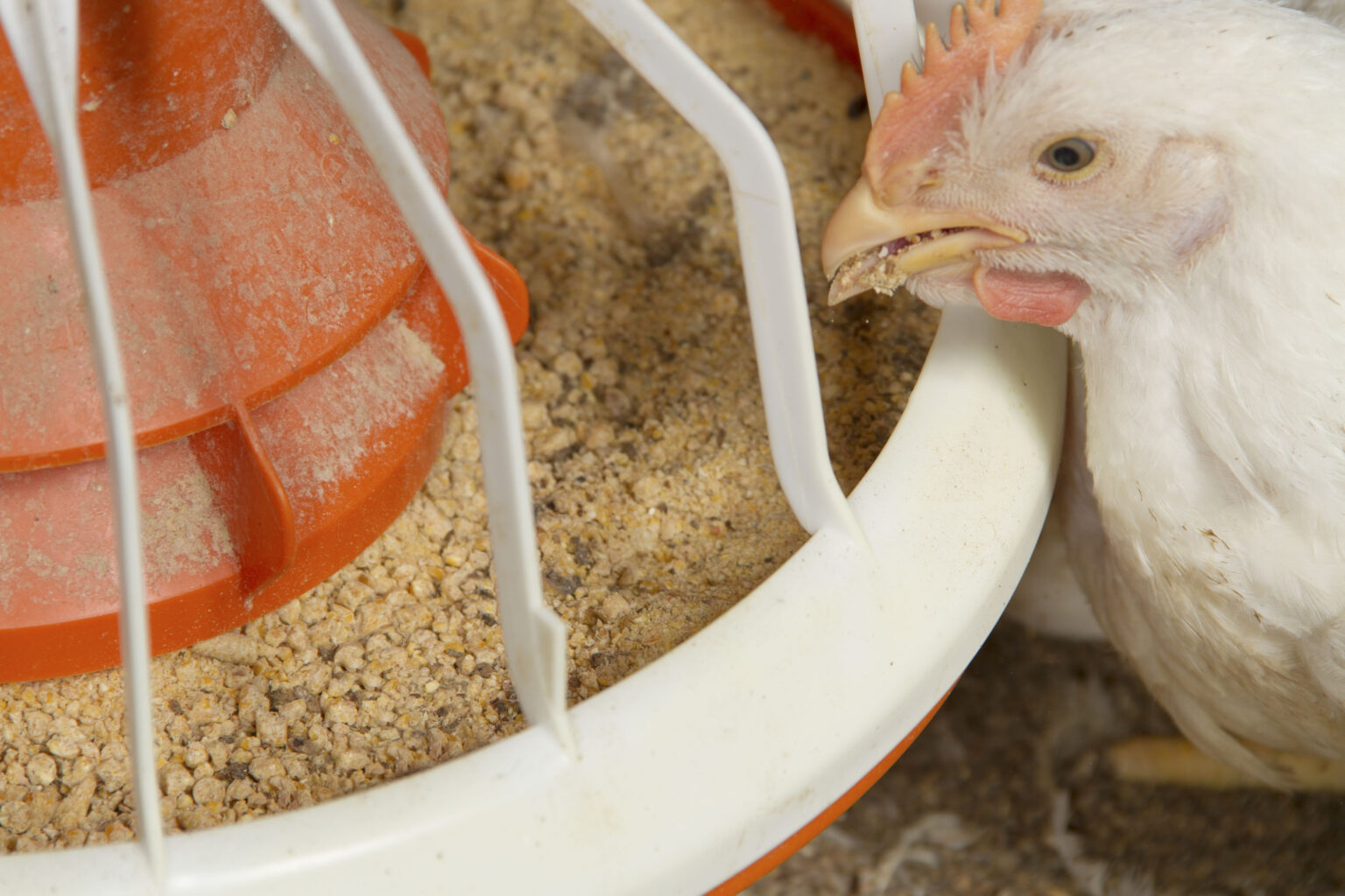 Dietary approaches to control Necrotic Enteritis in broilers ...