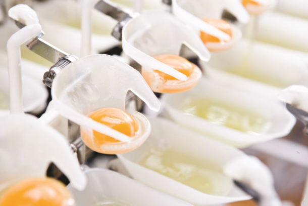 Understanding egg quality - Zootecnica | Poultry Magazine