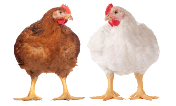 IPPE 2023 - International Production & Processing Expo - Zootecnica ...