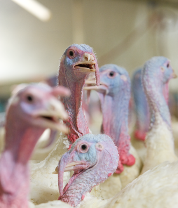 Histopathological evaluation of Histomonas meleagridis on ceca and the ...