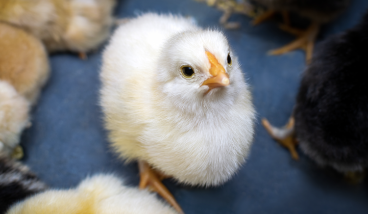 Advances in Poultry Disease Management and Immune System Insights