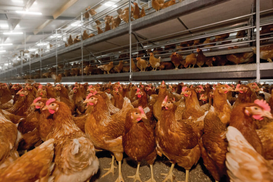 Effects of Lighting and Feeding Programs on Pullet Growth and Onset of Lay