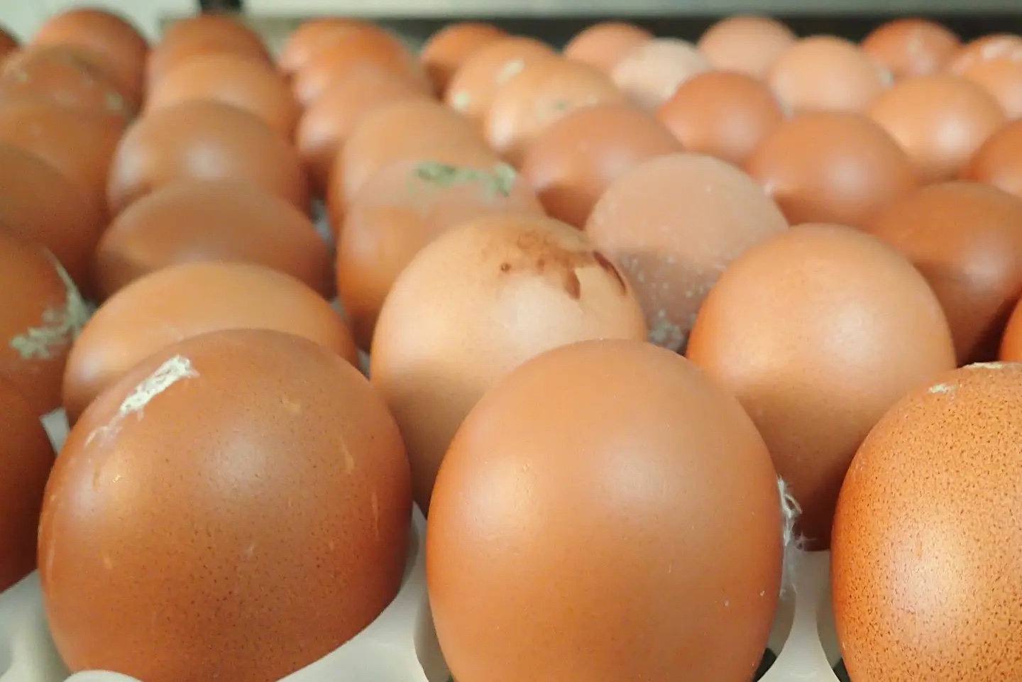 Effective fumigation of hatching eggs to improve hatch results ...