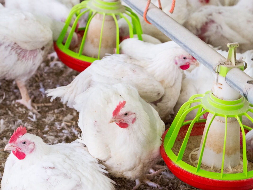 Poultry gut health critical to NAE production - Zootecnica | Poultry ...